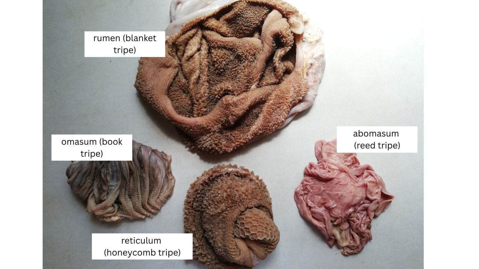 Simple and Flavorful Tripe Soup – Easy Collagen-Rich Recipe - Heritage Mama
