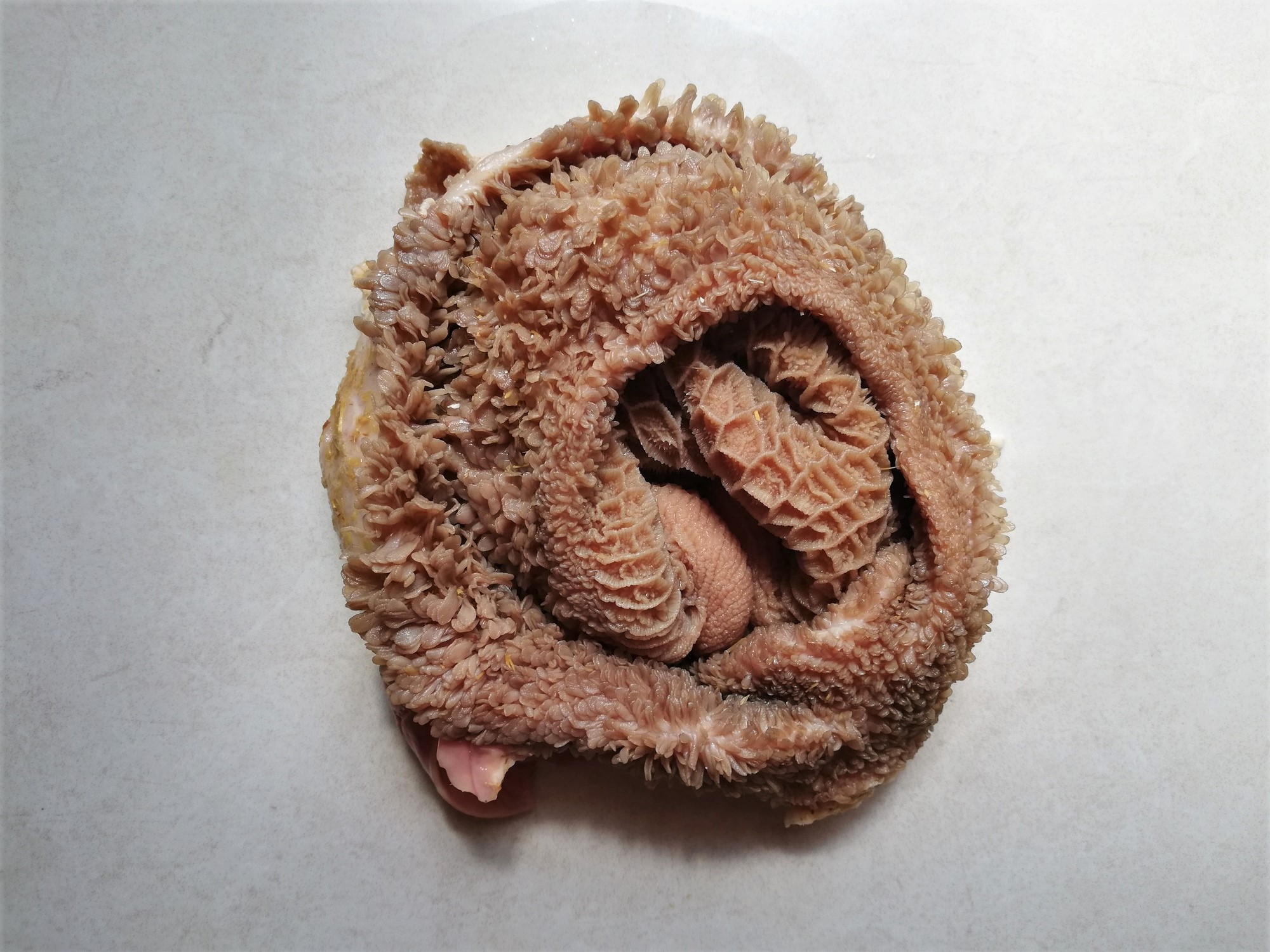 How to Cook Tripe (Complete Beginner-Friendly Guide)